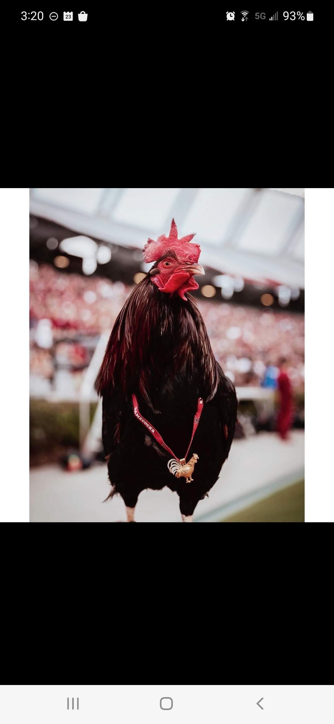 Sir Big Spur is now just "Mascot"?