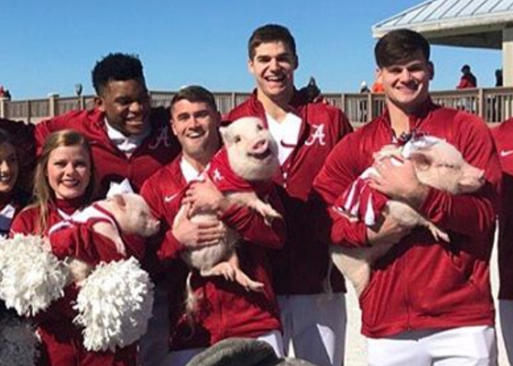 Florida woman dresses up her pigs to meet Alabama's cheerleaders