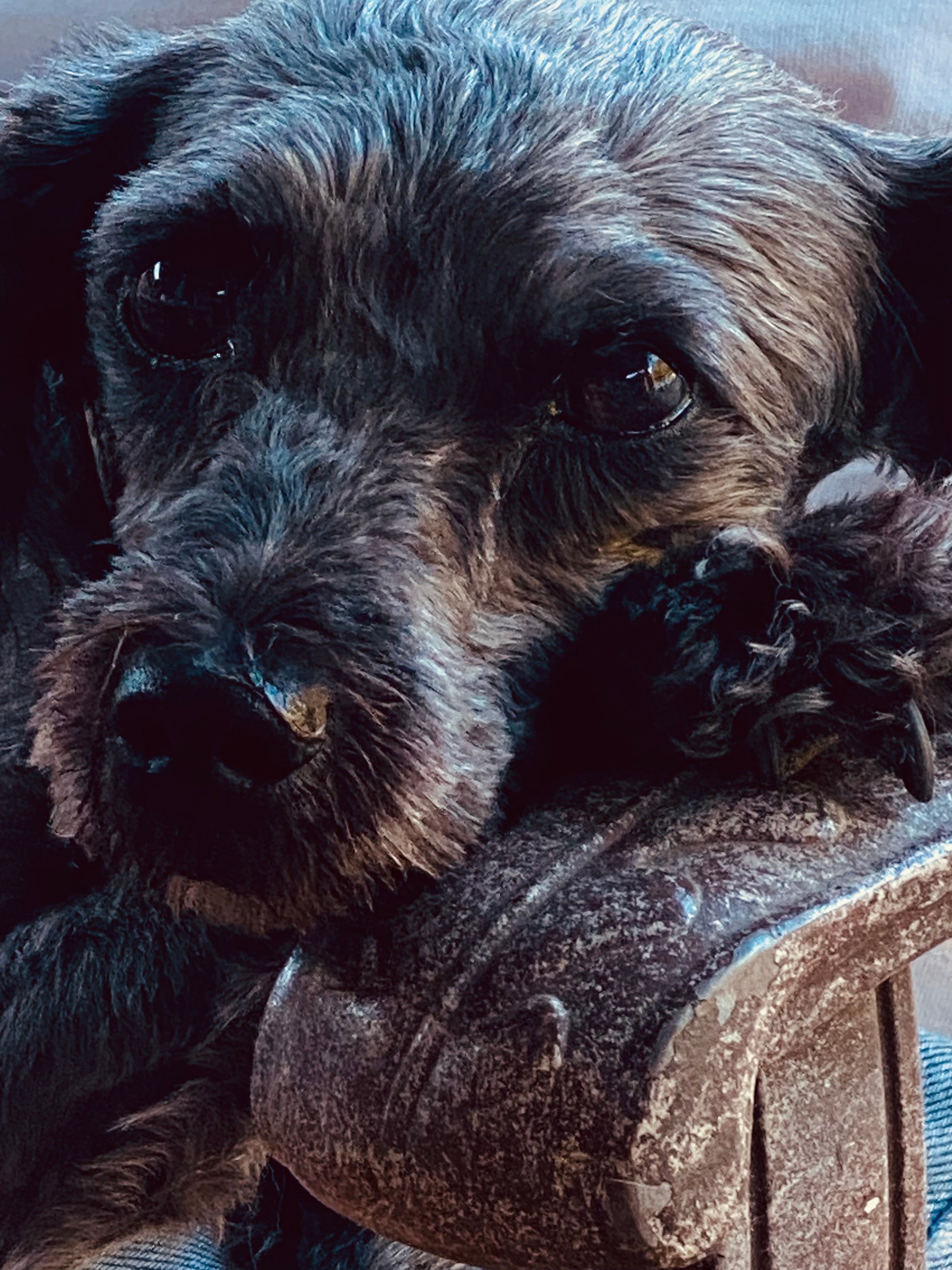 Post pictures of your dog. Not dawg