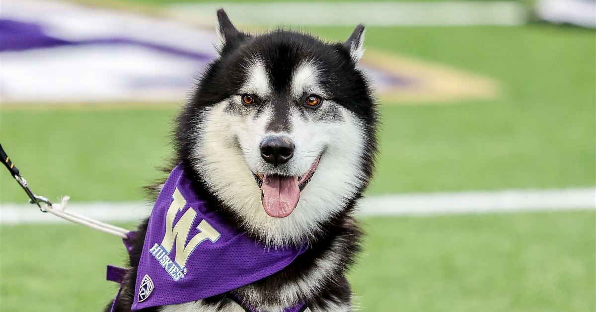 A Q&A on Name, Image, and Likeness opportunities and Dawgs Unleashed ...