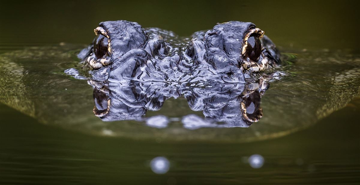 Top flip target sets Florida official visit