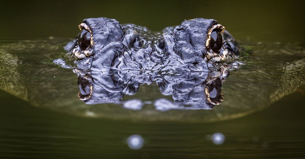 A pair of portal names who have heard from Florida