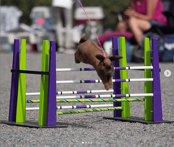 New favorite obscure sport