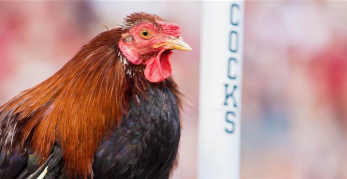 Better Know a Foe: The South Carolina Gamecocks