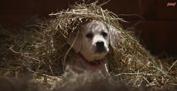Budweiser's new puppy commercial dares you not to cry