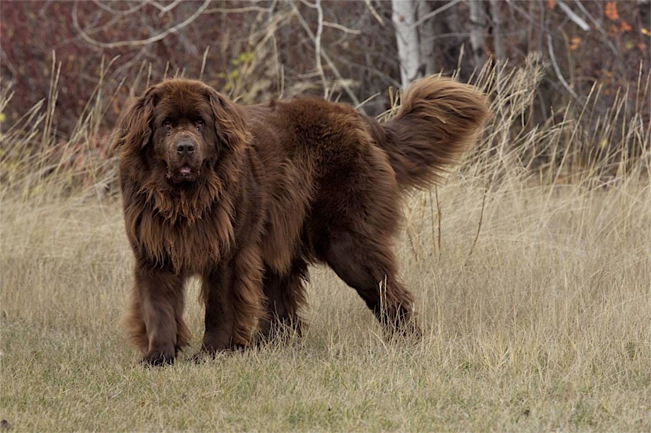 ATP Dog Vax