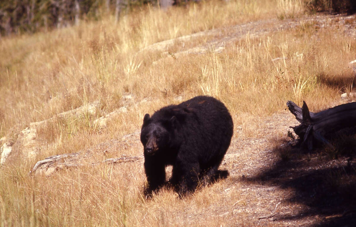 Are the Bears of Baylor for Real?