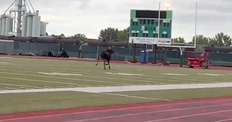 Moose takes over North Dakota's stadium for a day
