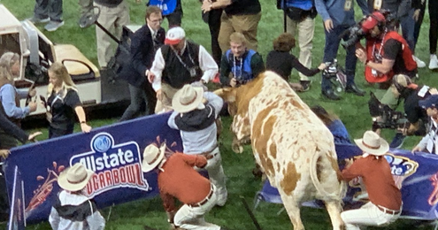 Bevo's handler explains frightening pre-game bout with UGA
