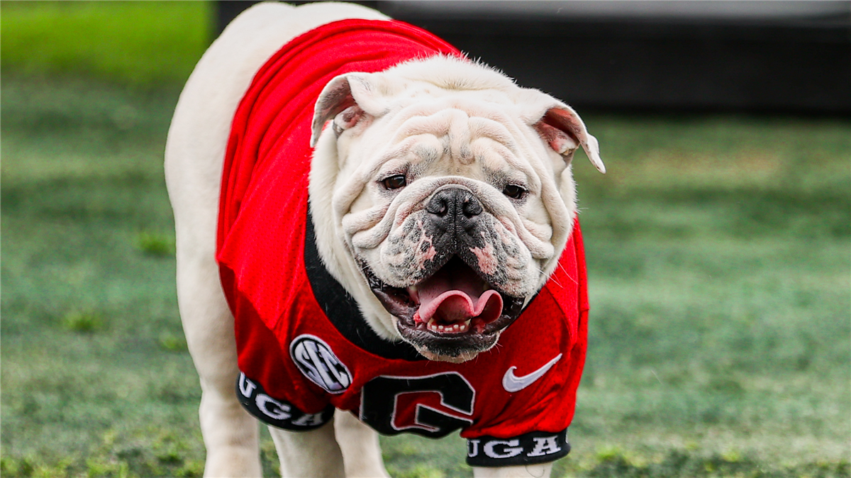 Georgia to unveil Uga XI at G-Day game on Saturday