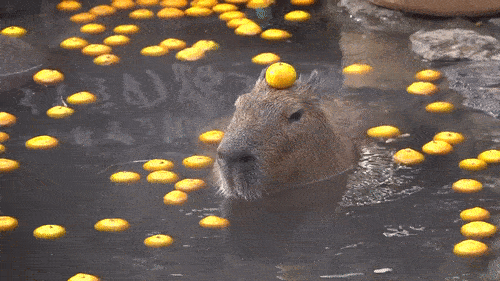 A capybara with a mandarin orange on its head