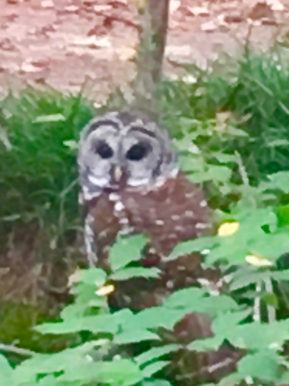 Any owl experts on the board?