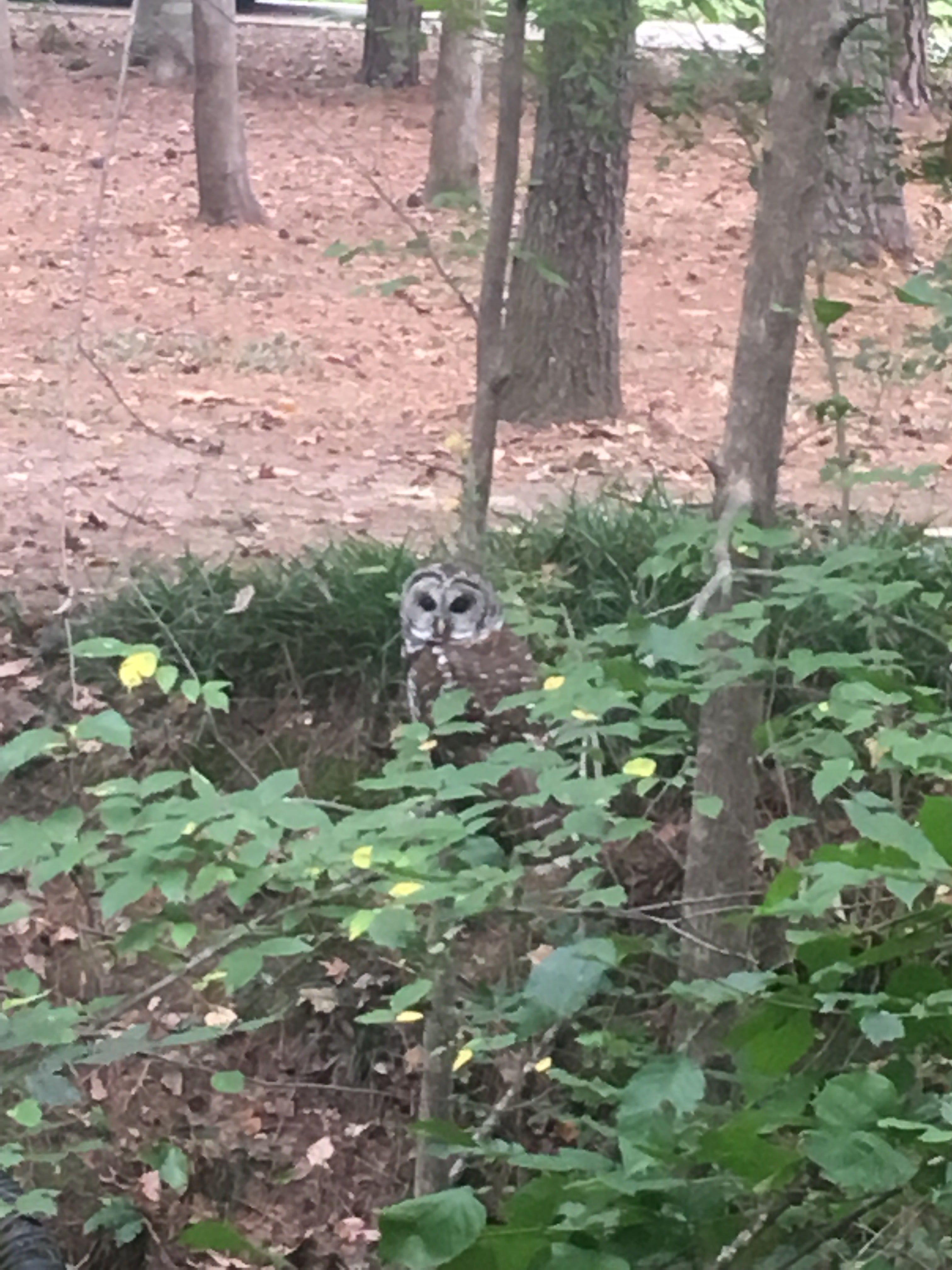 Any owl experts on the board?