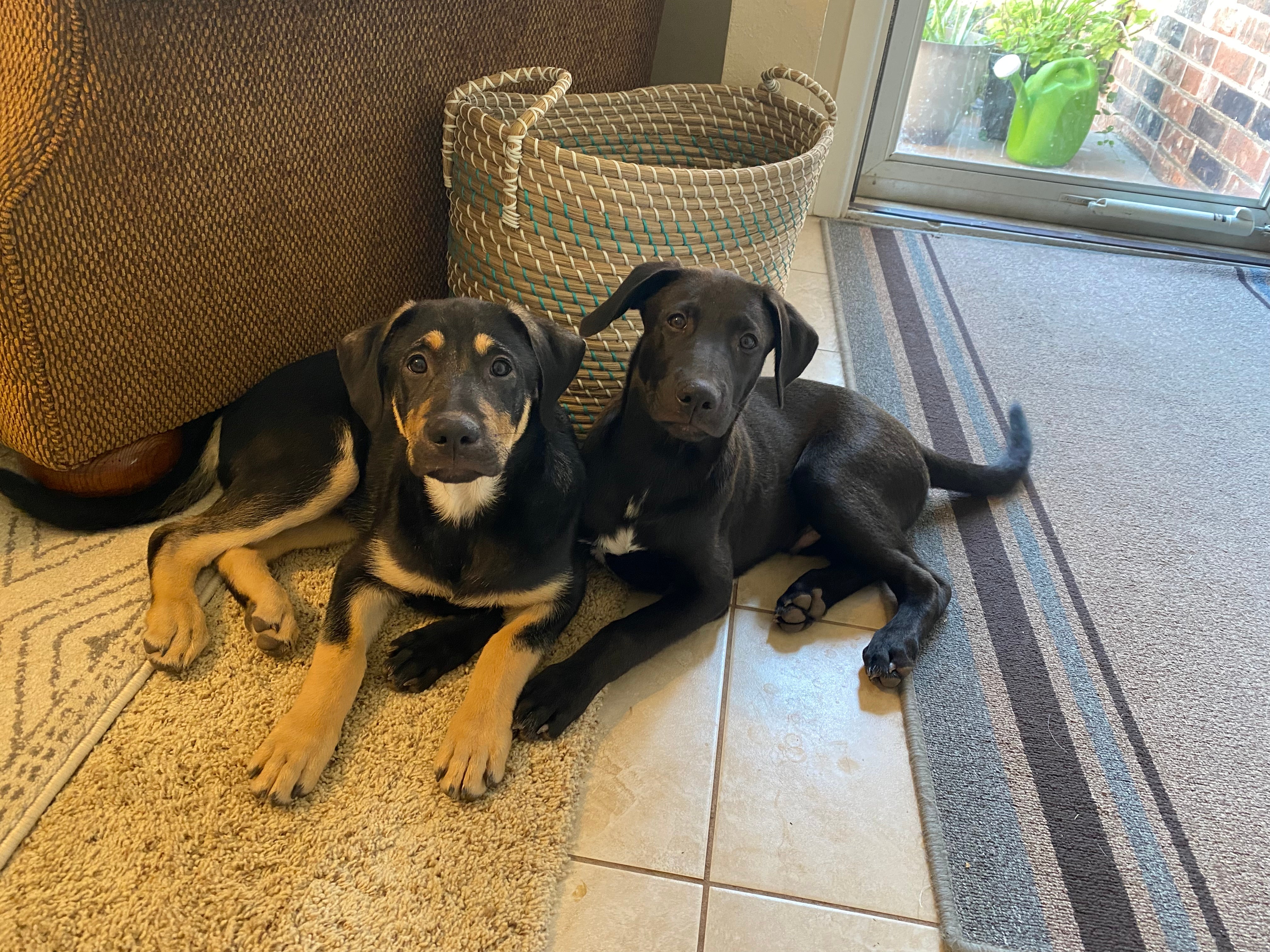 Top247 linebacker Noah Mikhail locks in TAMU official visit