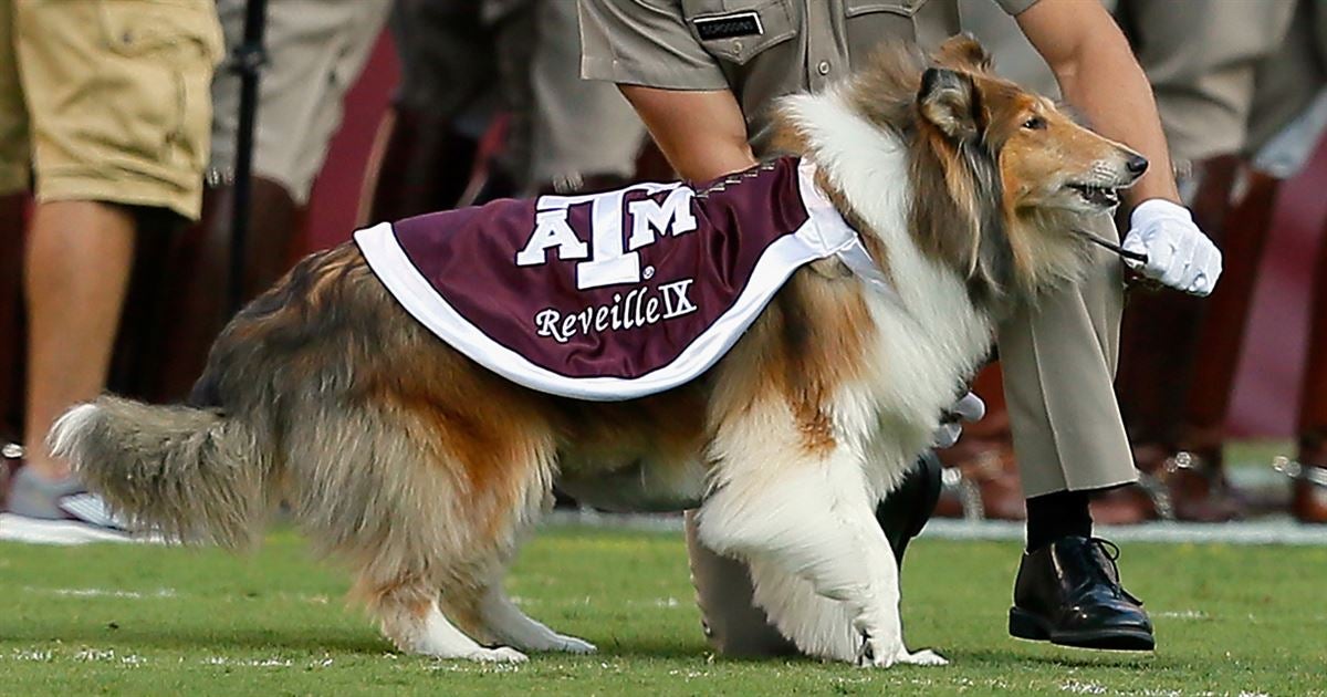 Reveille named the top dog mascot in NCAA sports