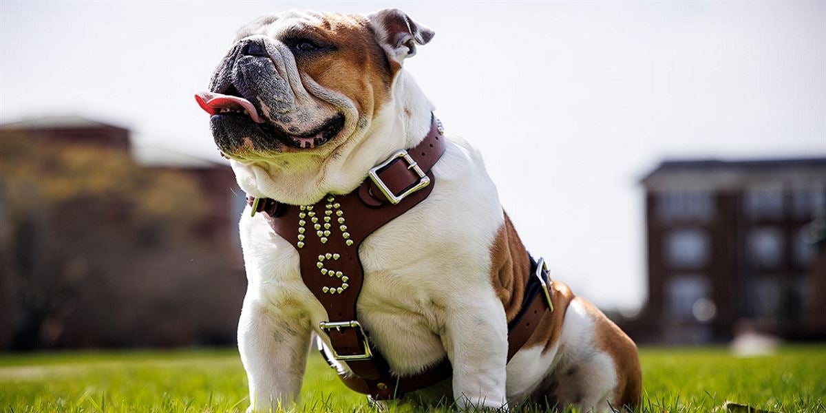 From the Dawghouse: half-way through SEC play with a season which can ...