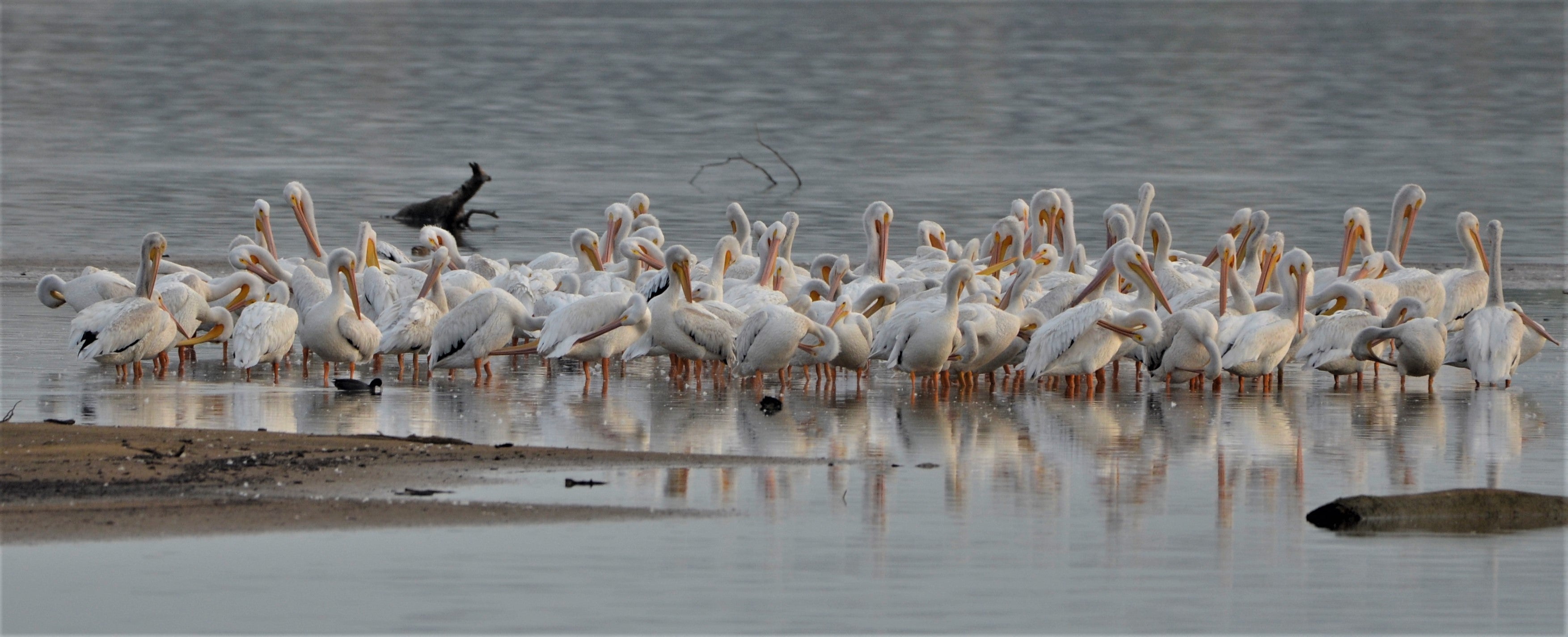 Seabron makes Pelicans opening day roster