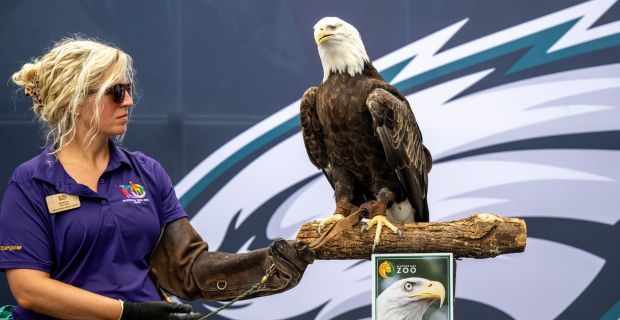 The Eagles' live bald eagle mascot, Lincoln, couldn't survive in the ...