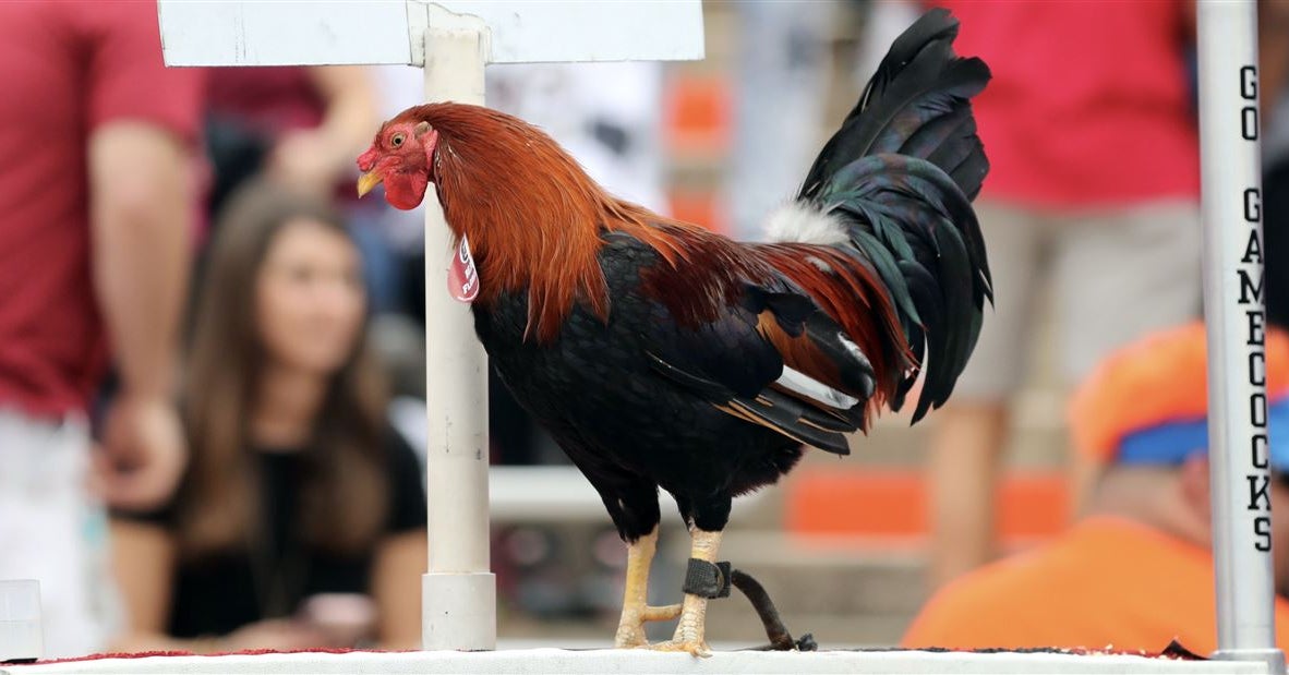 Gamecocks post high marks with social media following