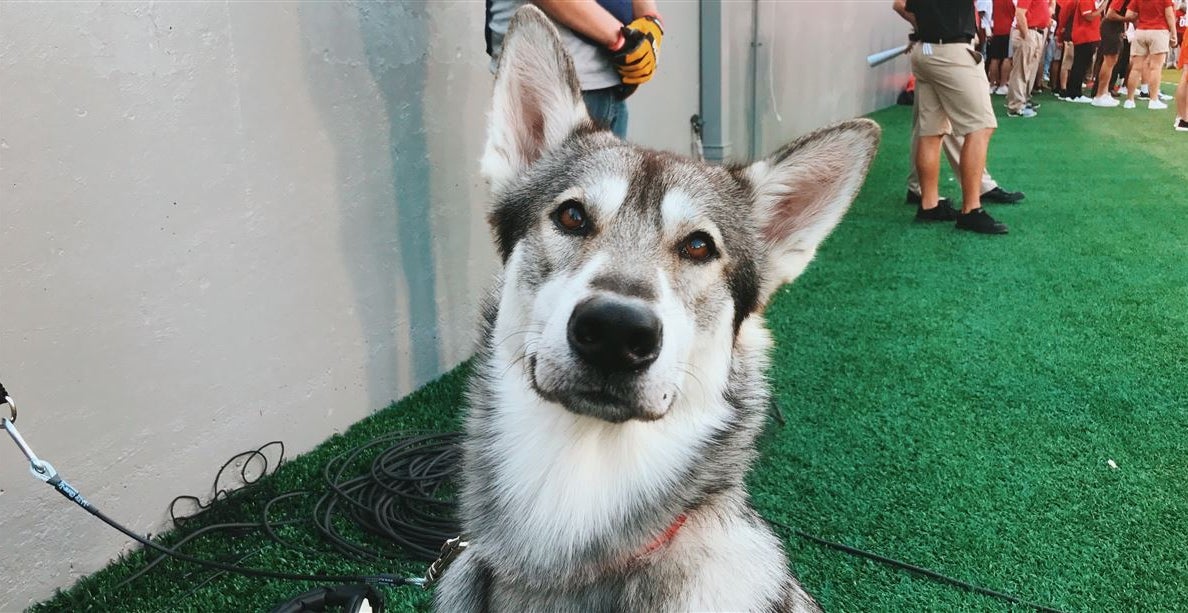 NC State's live mascot, Tuffy II, passes away