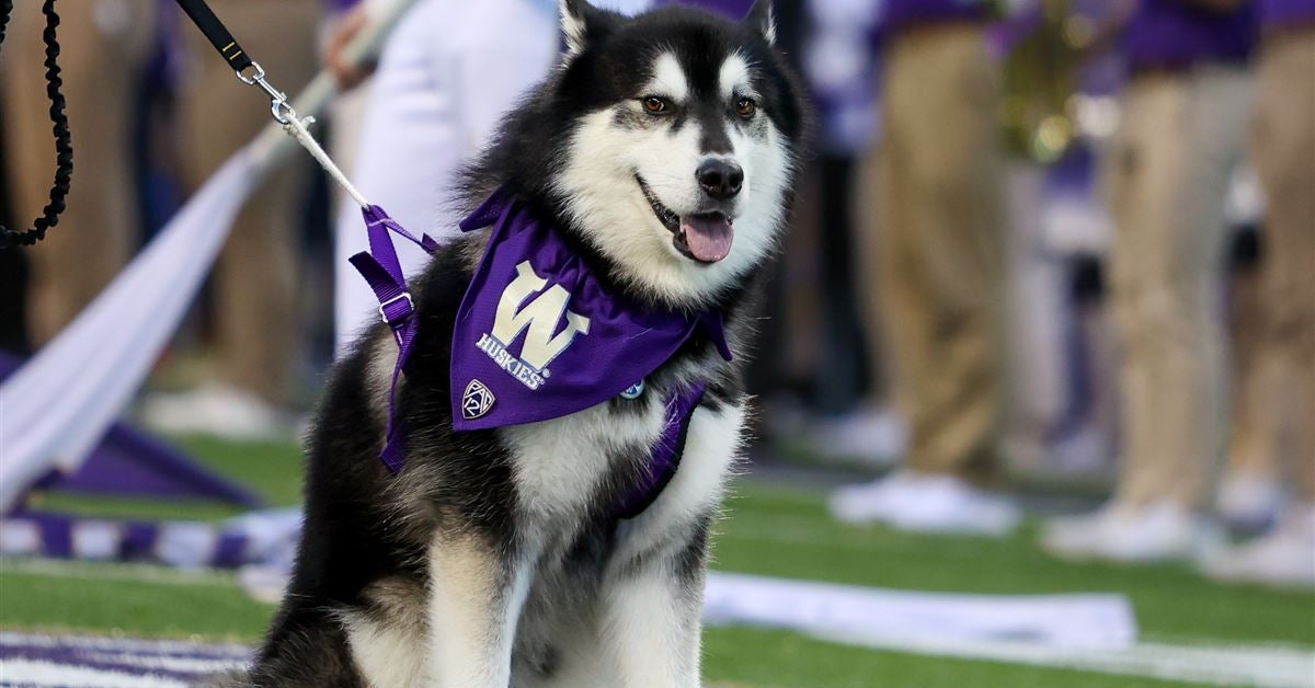 Dawgman.com Predictions - UCLA