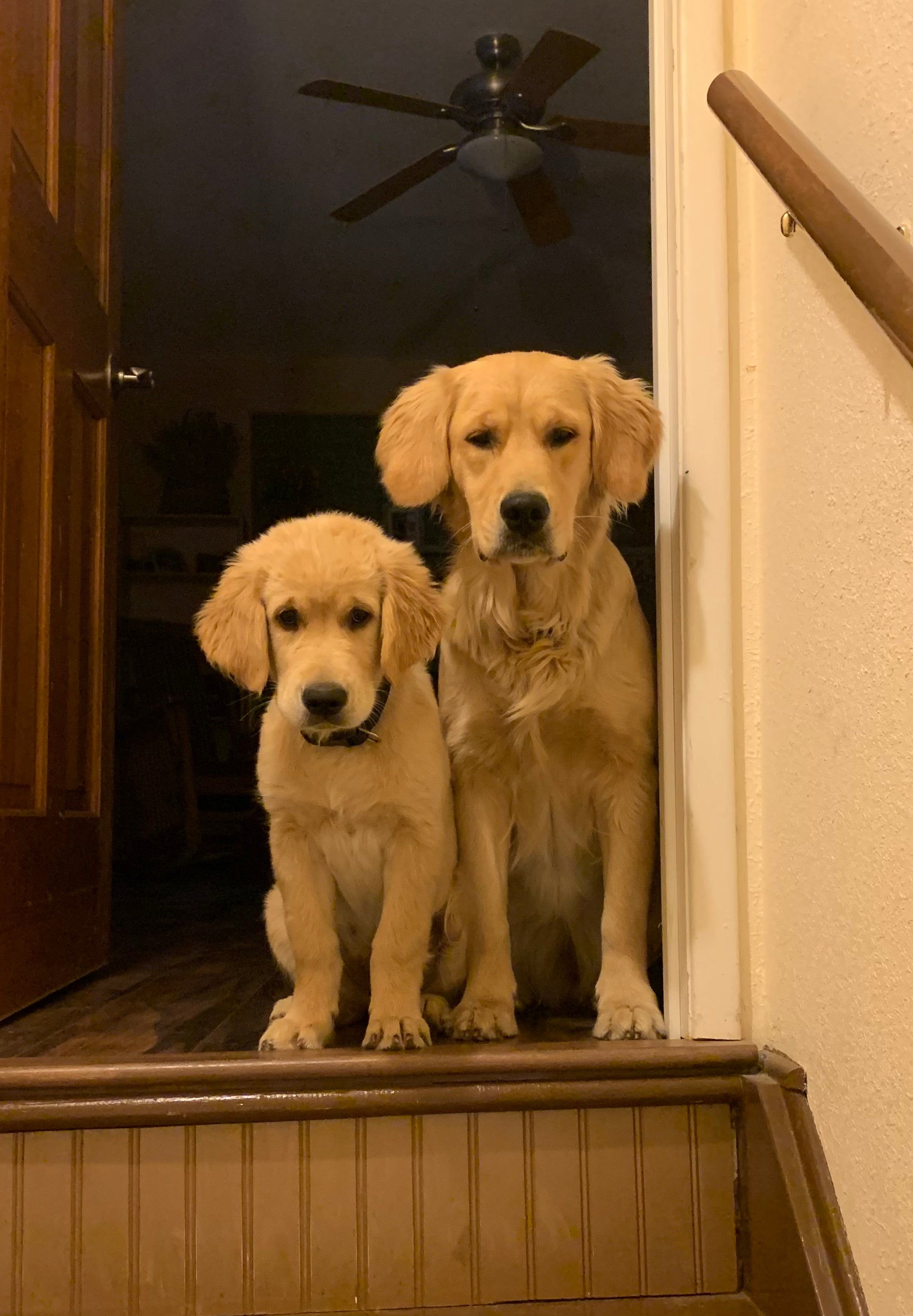 OT: Let's see a pic(s) of your dog(s)