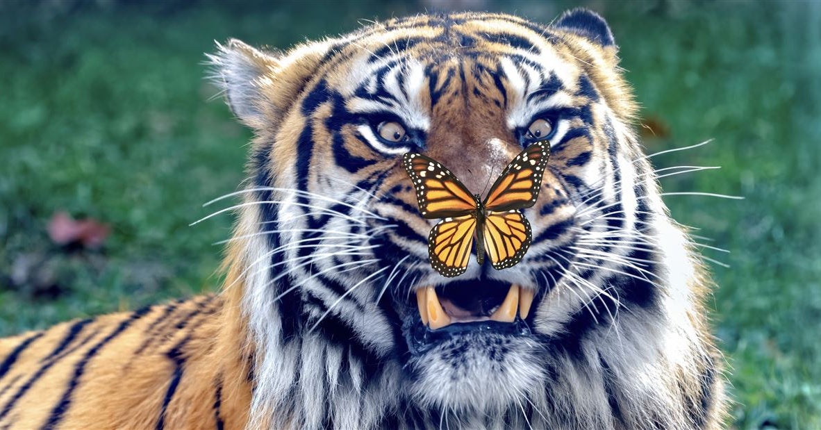 Better Know a Foe: The Mizzou Tigers