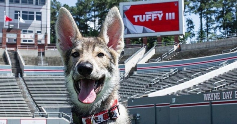 NC State welcomes Tuffy III as new live mascot
