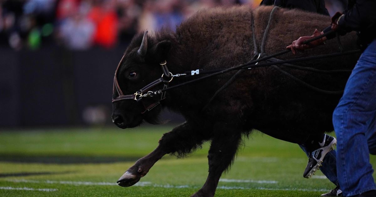 Running with Ralphie Part II: The search for Ralphie VI