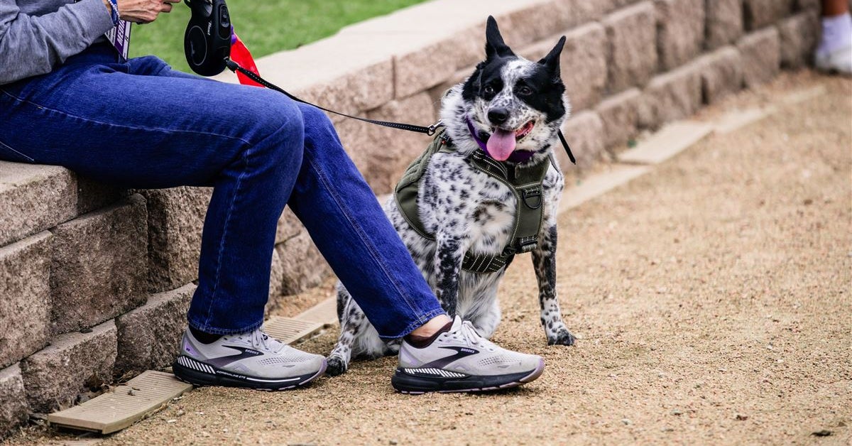 TCU beats UT Arlington in Midweek Finale, 3-1