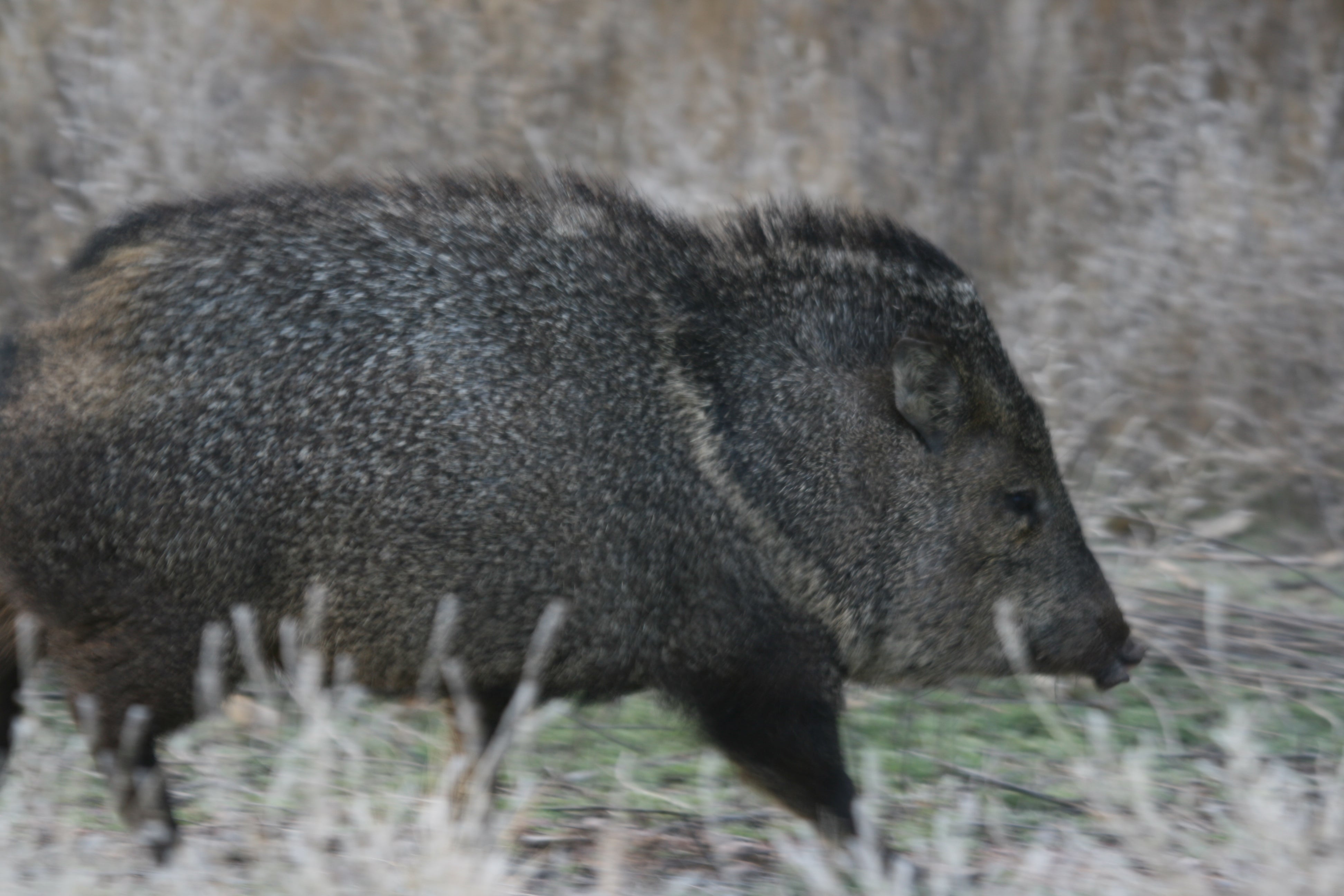 42 years ago today US Reed