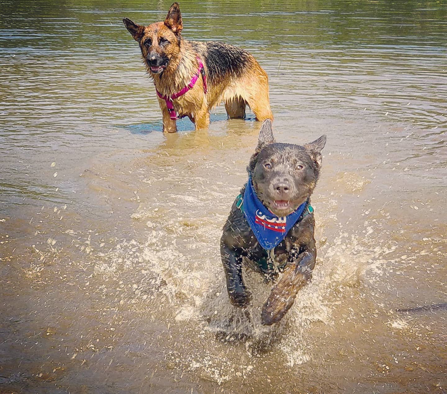 Basketball Parking Pass