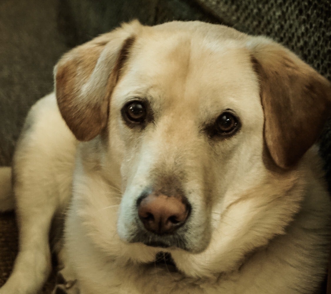 Post pictures of your dog. Not dawg