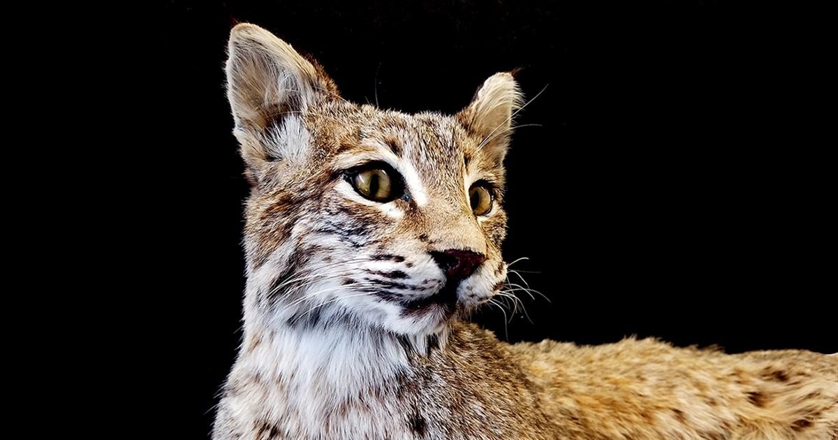 Stuffed bobcat takes starring role in Kansas State's postgame ...