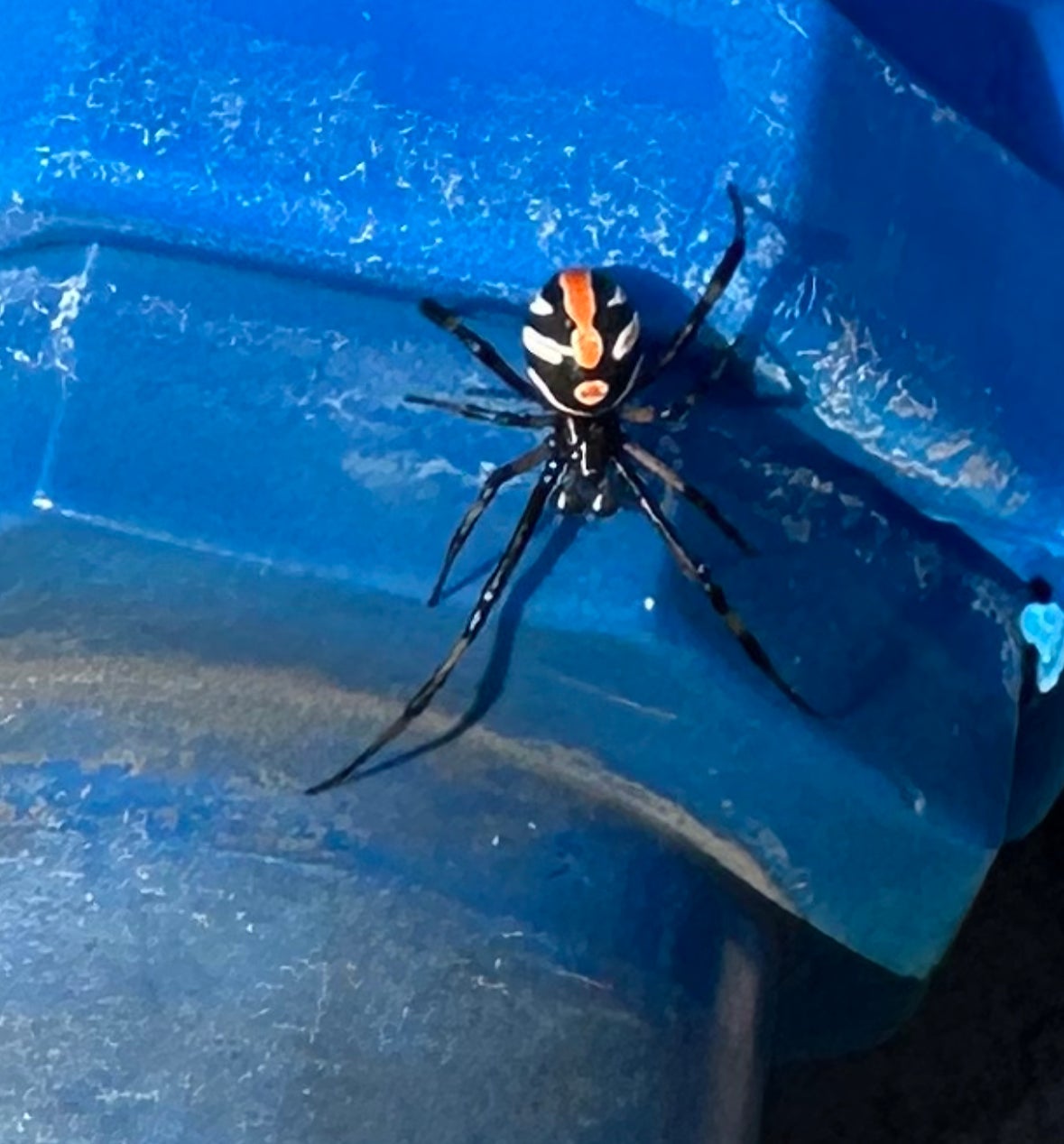 WTF kind of spider is this?! Trigger warning.