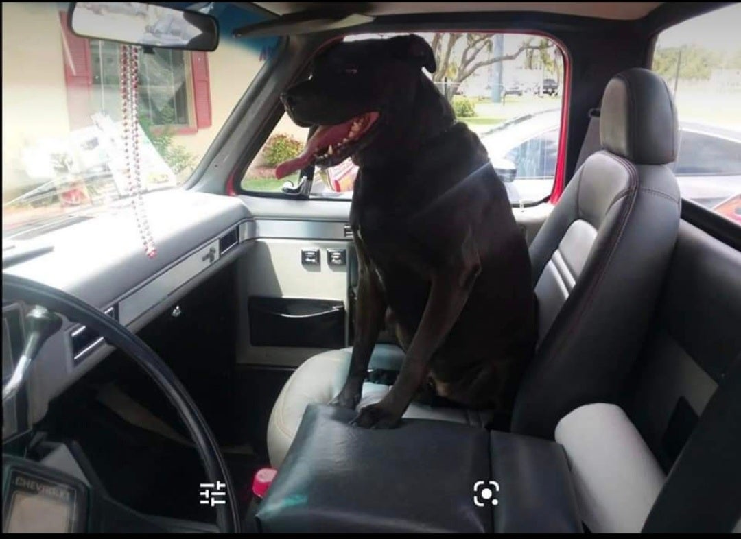 OT: In this hot Summer days please help your pets