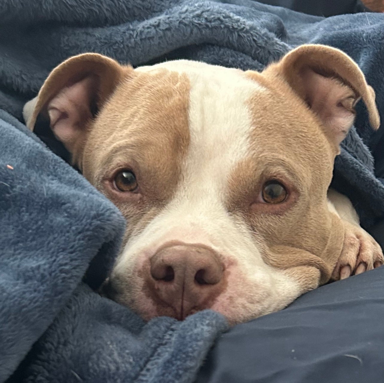 Forbes weighs in on PIT BuLLs