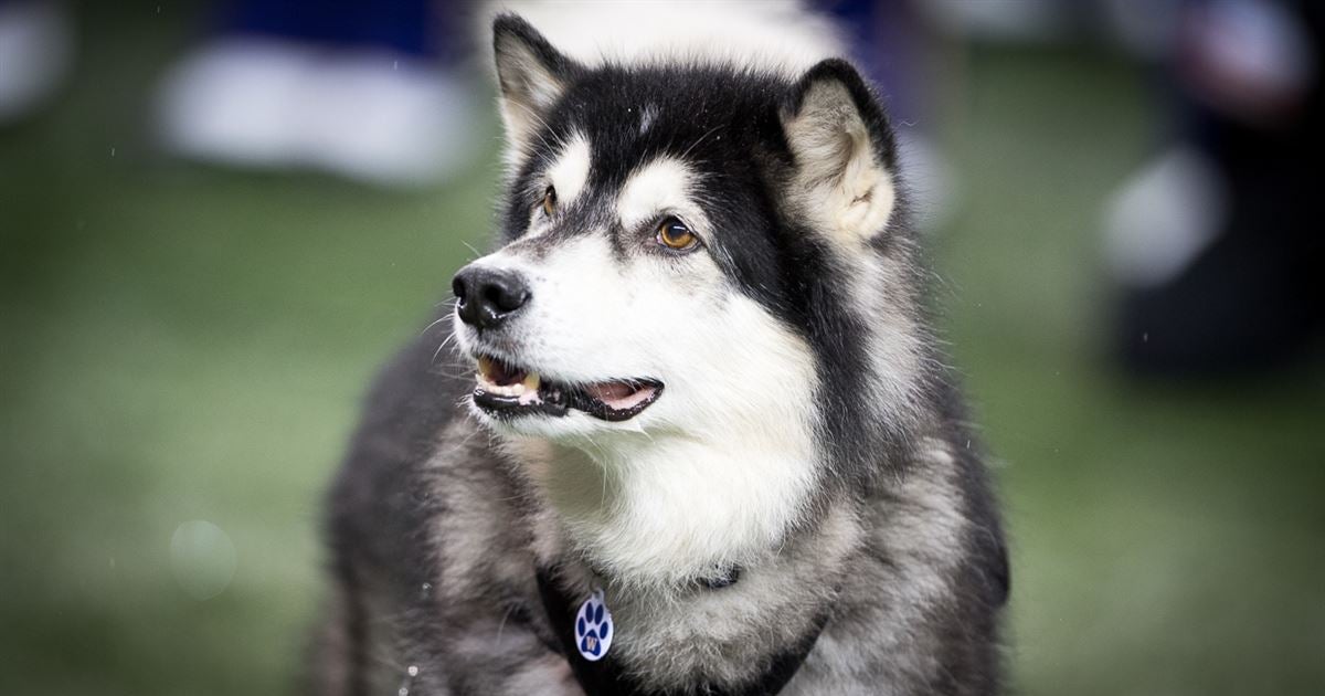Huskies make new hire within their athletic department
