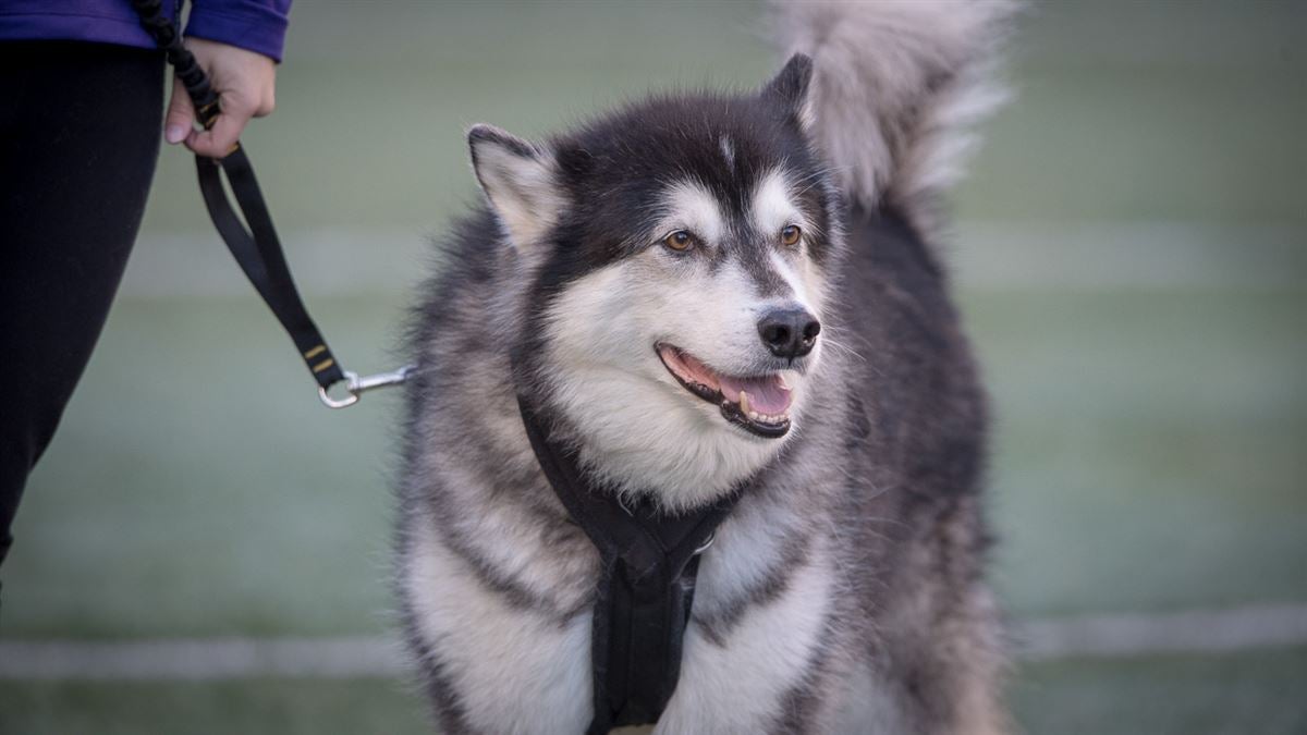 Former Huskies Greg Lewis and Cam Cleeland added to Sports Radio KJR's ...