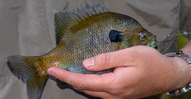 Make Your Own Bluegill Fishing Baits at Home