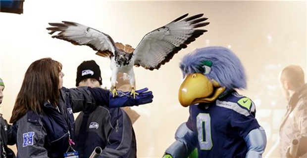 Seahawks mascot lands on fan