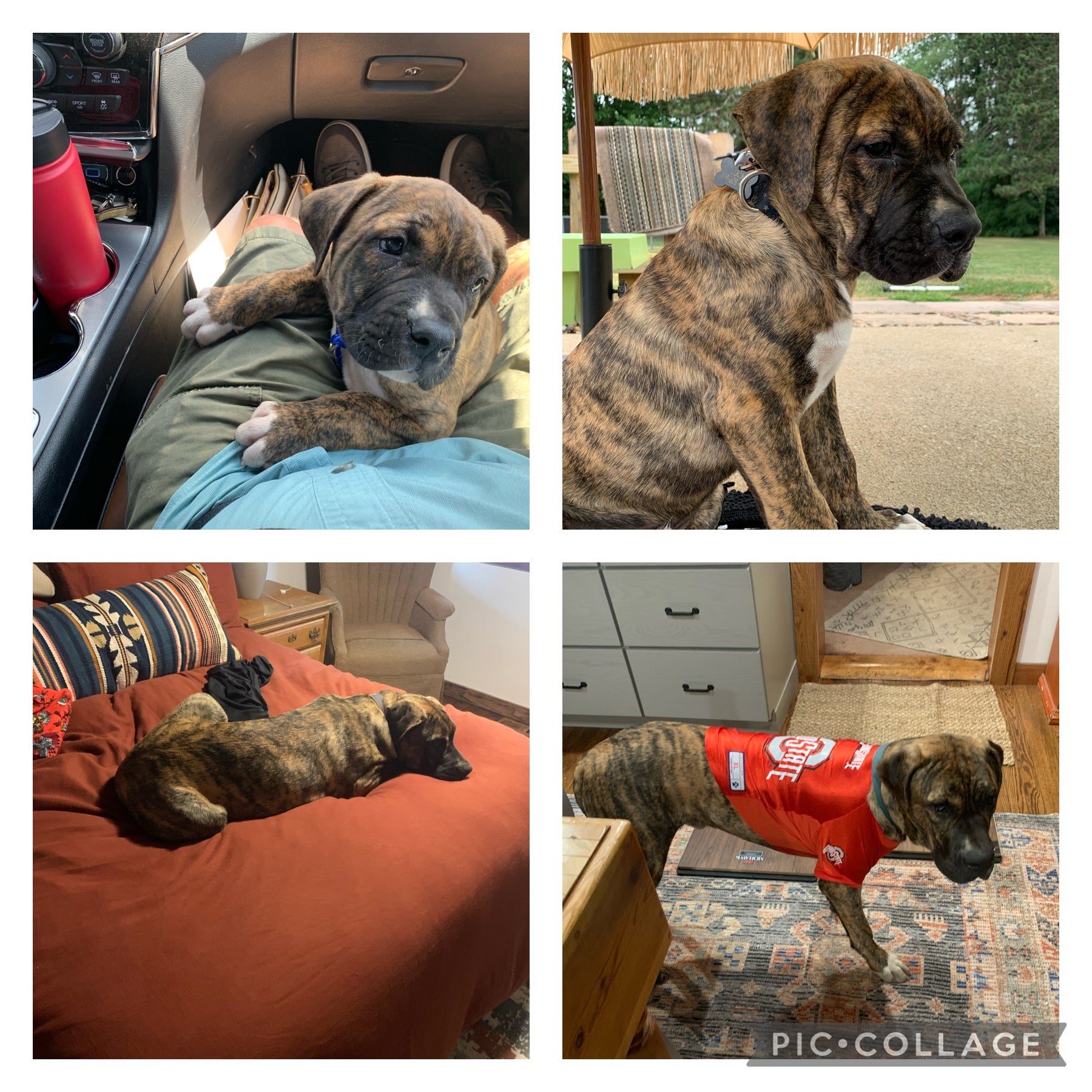 Luca