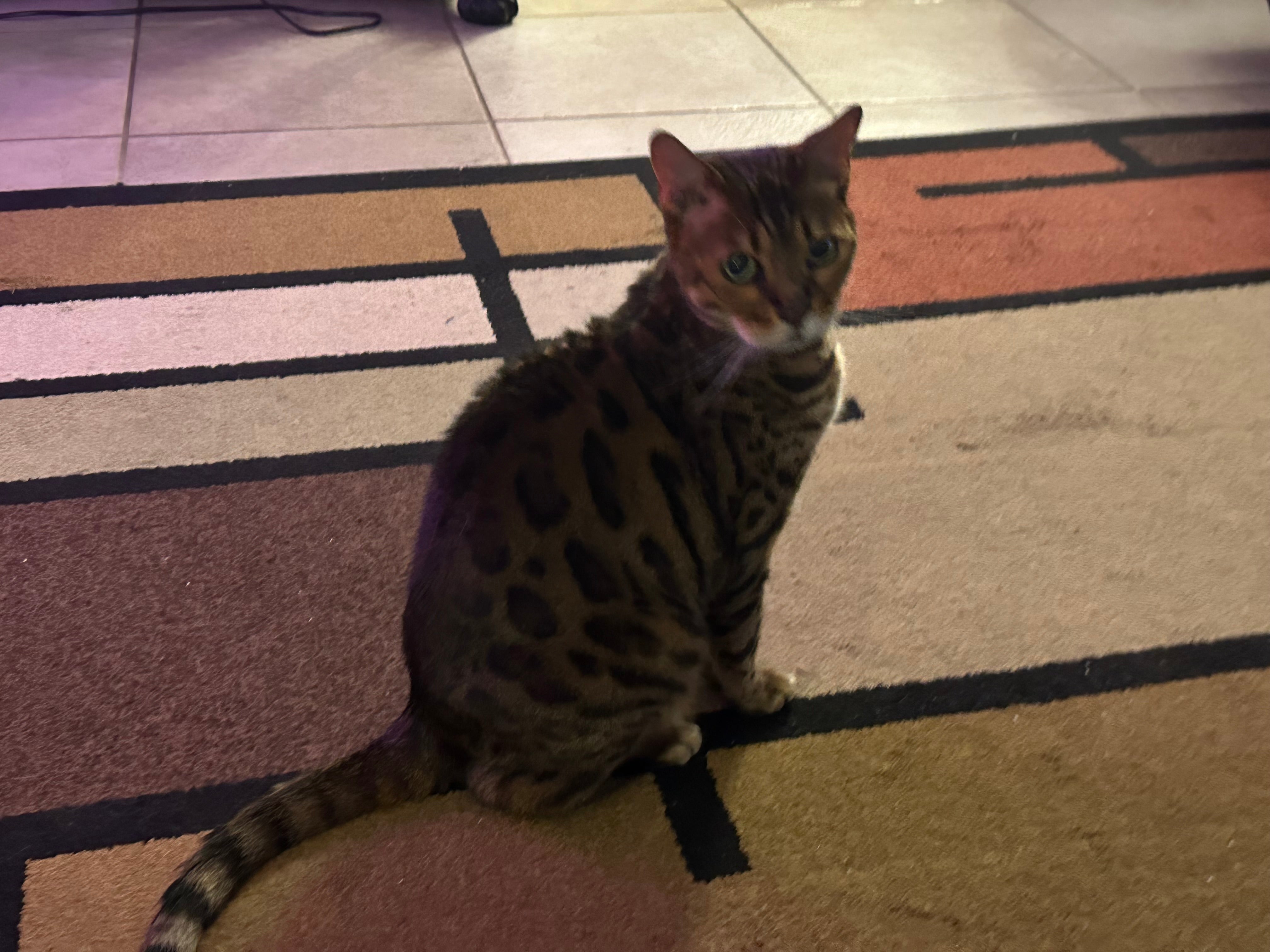 OT: In this hot Summer days please help your pets