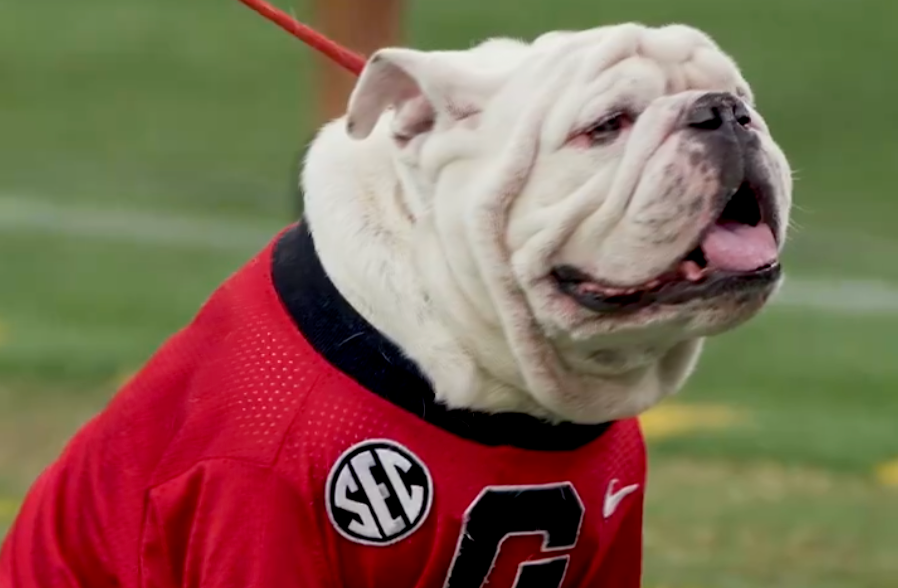 Georgia announces Uga X died Tuesday morning, former mascot was program ...
