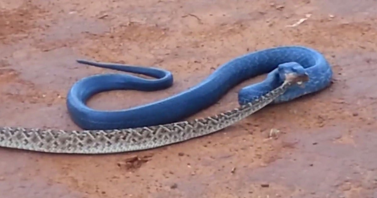 Texas Indigo Snake DEVOURS Rattler