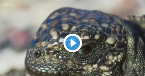 Video of lizard escaping snakes set to Jameis Winston TD run