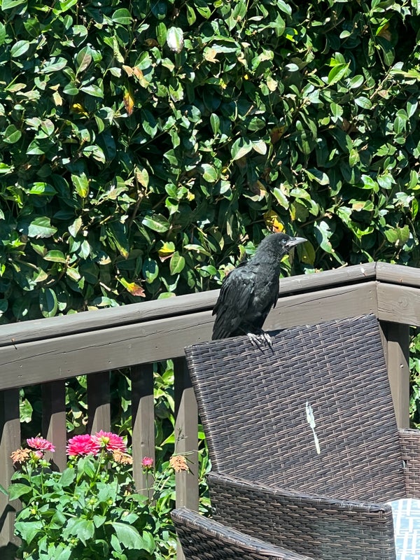 How to Murder a Murderous Murder of Crows