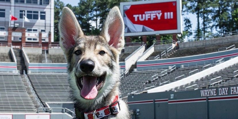 NC State welcomes Tuffy III to the Pack