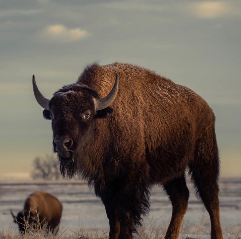 Buff related podcasts