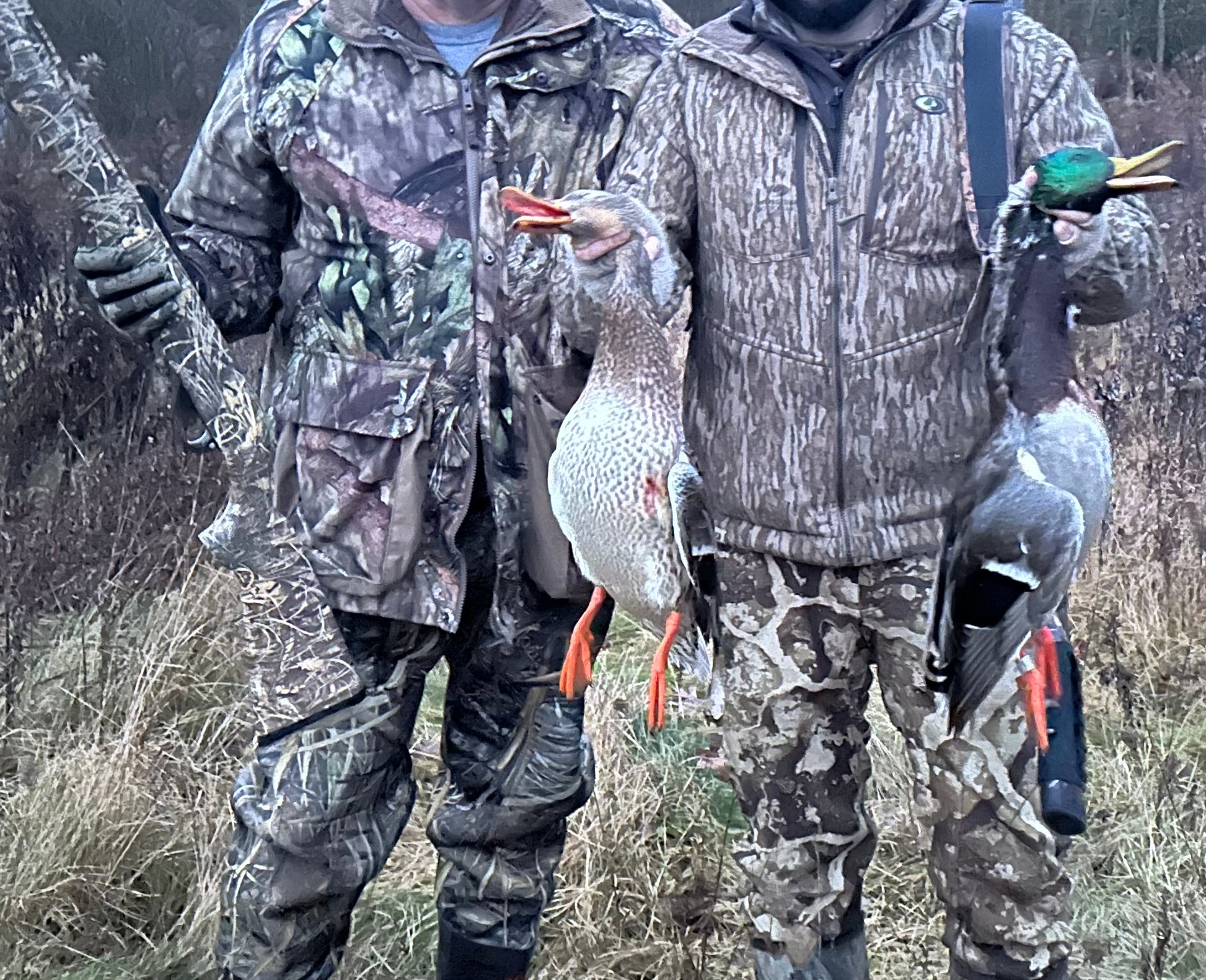 First banded duck